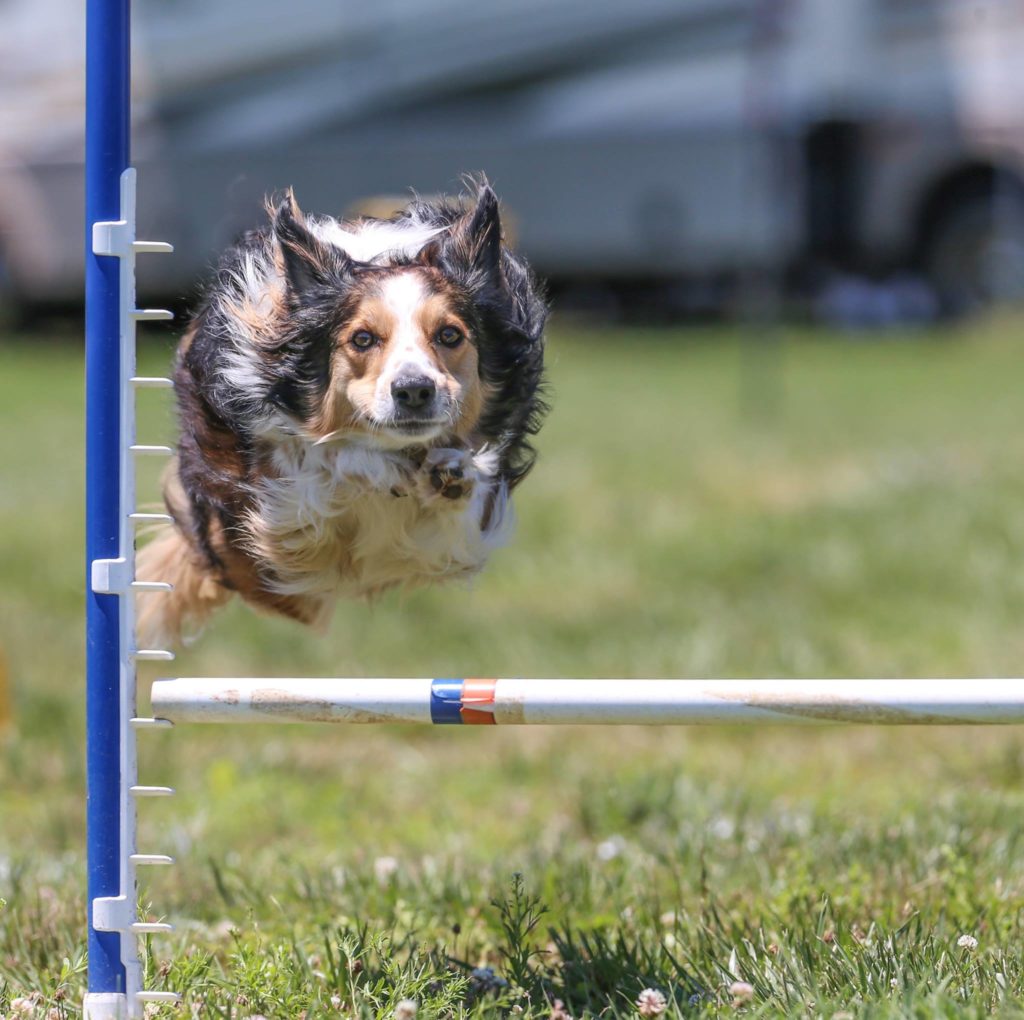 Dog Sport Competition For Everyone – UpDog Challenge – Dog Sport ...