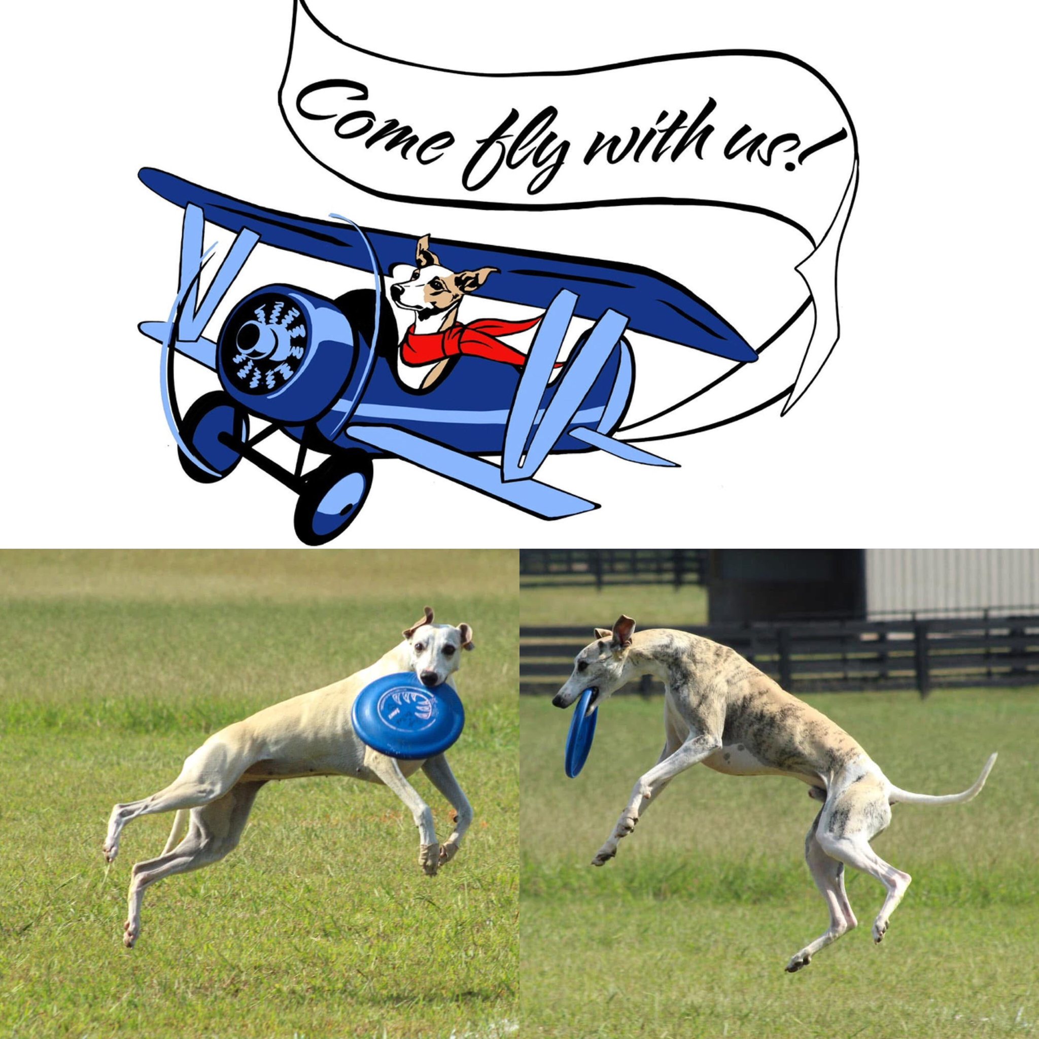 UpDog at the 2025 Whippet Club Nationals – Dog Sport Competition For ...